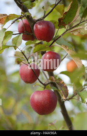 Cultural apples, Malus domestica, Pyrus malus, branch, hang, ripe Stock ...