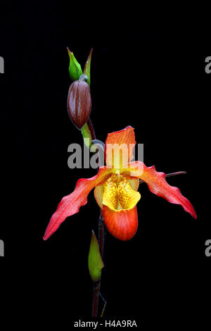 Orchid blossom, Phragmipedium' Living Fire' Stock Photo - Alamy