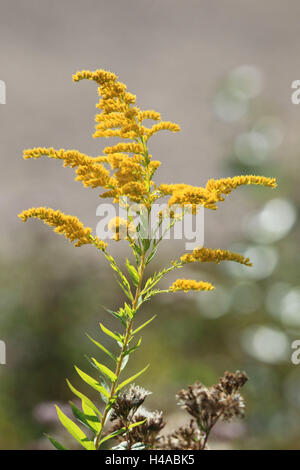 Canada Golden Rod Stock Photo - Alamy