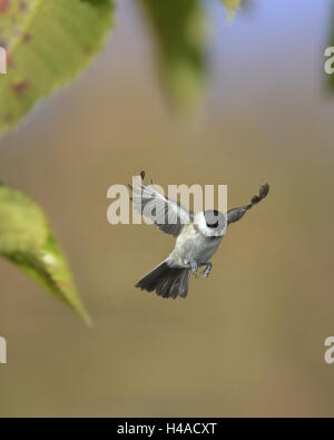 Marsh Tit (Poecile palustris Stock Photo - Alamy