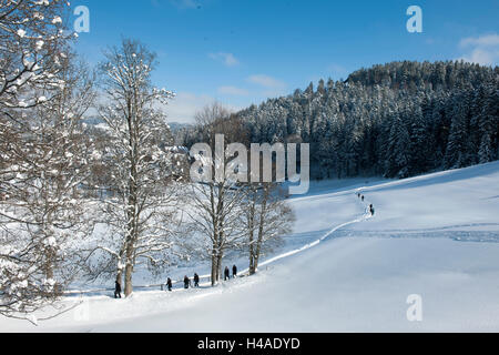 Germany, district Breisgau-high-level Black Forest, Hinterzarten, band ...
