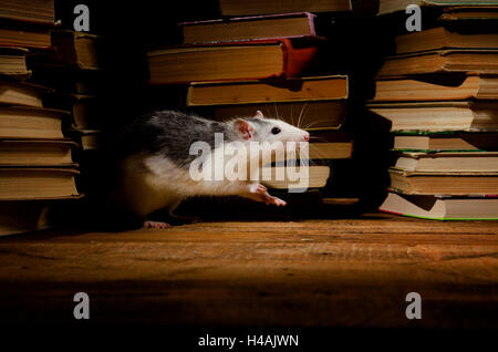 Decorative rat with old books in the library in black and white Stock ...