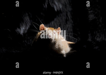 Rat on fur coat made from black wolf Stock Photo - Alamy