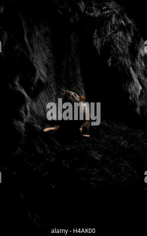 Black rat on fur coat made from black wolf Stock Photo - Alamy