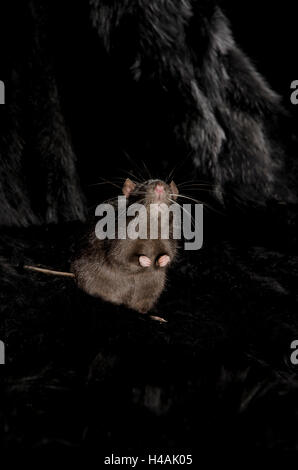Rat on fur coat made from black wolf Stock Photo - Alamy