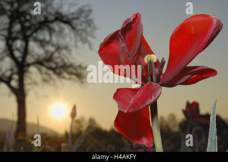 close up red faded tulip isolated on white Stock Photo - Alamy