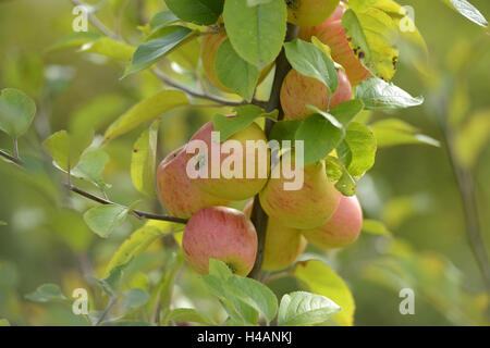 Cultural apples, Malus domestica, Pyrus malus, branch, hang, ripe Stock ...