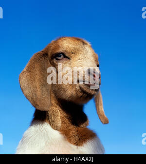 Portrait of boer goat Stock Photo - Alamy