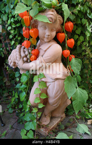 Lampion flower Lampion plant Physalis franchetii, Lampion flower ...