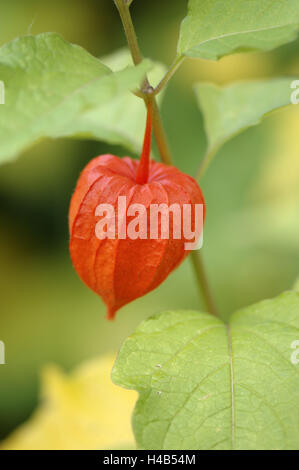 Lampion flower Lampion plant Physalis franchetii, Lampion flower ...