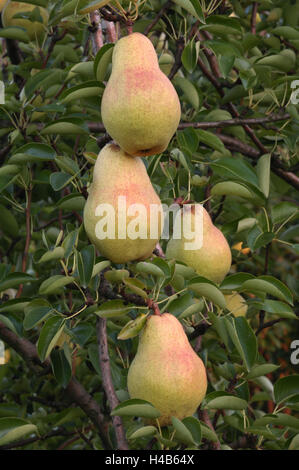 Pears 'Williams Christ', fruit, fruits Stock Photo - Alamy