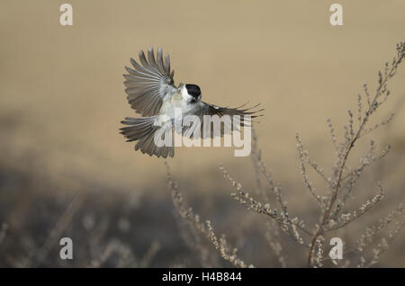The marsh tit in flight (Poecile palustris Stock Photo - Alamy
