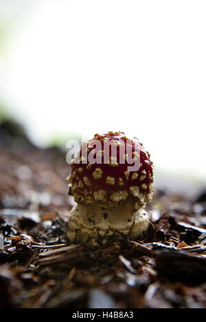 Toadstool, medium close-up Stock Photo - Alamy