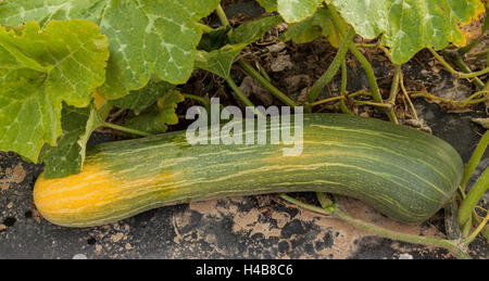 Ripe fancy squash Stock Photo - Alamy
