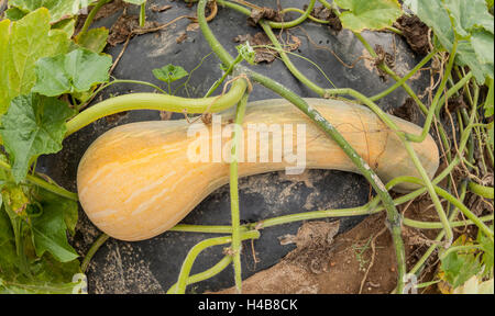 Ripe fancy long squash Stock Photo - Alamy