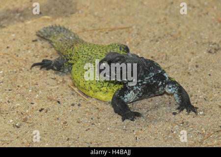 Wild Spiny tailed Agama Lizard in Qatar Desert Stock Photo - Alamy