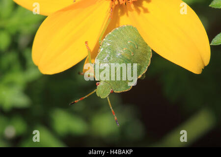 Green stink bug (Nezara viridula) on ripe raspberry isolated white ...