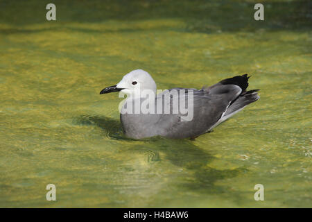 A Grey Gull, Leucophaeus modestus, in flight in Pan de Azucar National ...