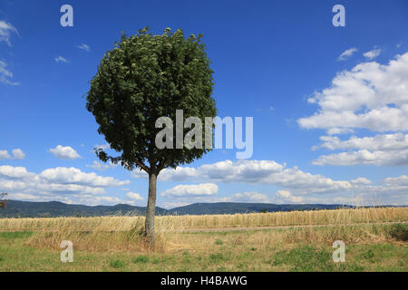 Country lane and wheat field Stock Photo - Alamy