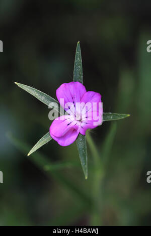 Corn cockle; agrostemma, githago Stock Photo - Alamy