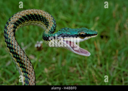 Mexican parrot snake (Leptophis mexicanus) with open-mouth threat ...