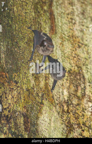 Greater Sac-winged Bat. (Saccopteryx bilineata), La Selva Biological ...