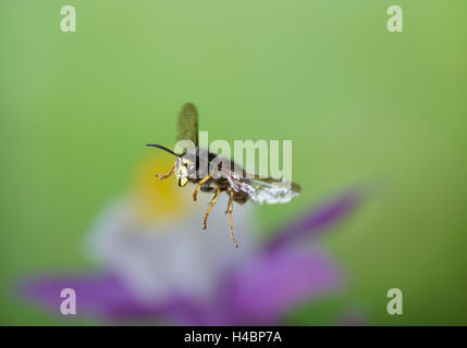 Saxon wasp, Dolichovespula saxonica, in flight Stock Photo - Alamy