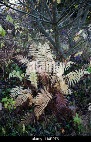 Fern, autumn colouring Stock Photo - Alamy