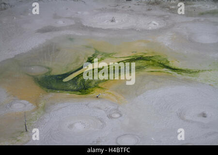 Algae in the Hotspot of a volcano Stock Photo - Alamy