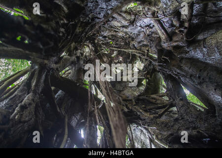 View of a strangler fig tree in tropical rainforest in Ecuador, viewed ...