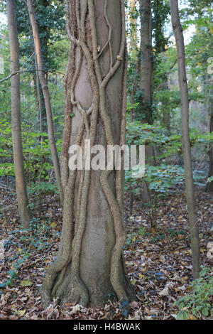 Ivy (Hedera helix) roots climbing tree trunk, Devon, England, april ...
