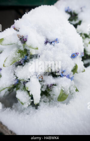 Forget-me-not in the snow Stock Photo - Alamy