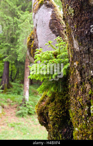 Sprout of the beech Stock Photo - Alamy