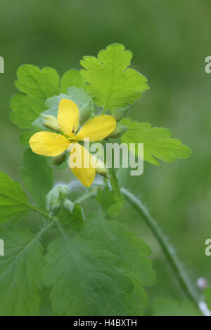 Close up of yellow Sinapis arvensis flowers growing in natural field ...