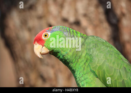 Red-crowned amazon Amazona viridigenalis perches in captivity in ...