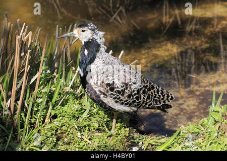 Fight runner, Philomachus pugnax, Ruff, birds, horizontal format Stock ...