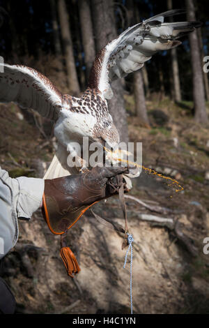 Buzzard on falconers hand Stock Photo - Alamy