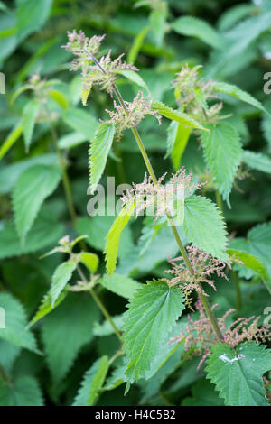 stinging nettle (Urtica dioica), blooming stinging nettle, Germany ...
