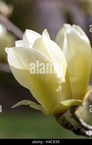 Magnolia Yellow Fever Stock Photo - Alamy