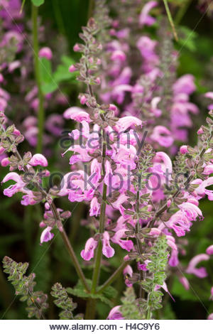 Salvia pratensis 'Pink Delight', sage sages flower flowers garden Stock ...