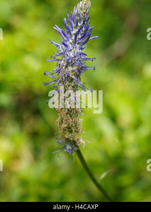 Rampion, Phyteuma scorzonerifolium, Alps, France Stock Photo - Alamy