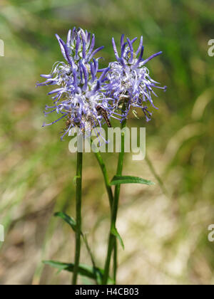 Rampion, Phyteuma scorzonerifolium, Alps, France Stock Photo - Alamy