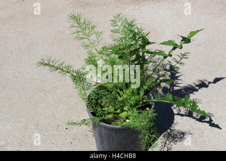 Taraxacum officinale and Asparagus fern - Asparagus aethiopicus growing ...