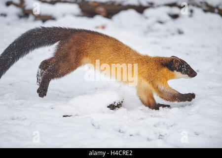 Yellow-throated marten, Martes flavigula, South East Asia Stock Photo ...