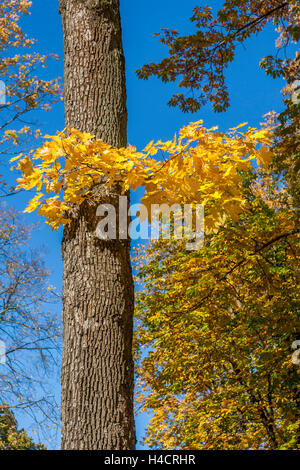 Autumn Maple Tree Stock Photo - Alamy