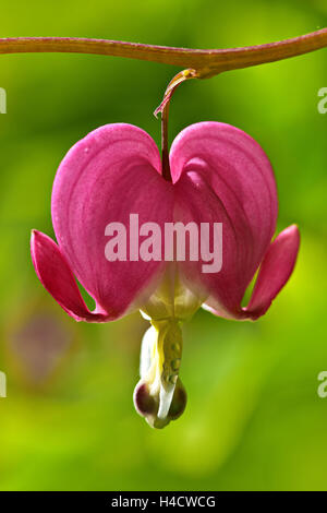 Close-up of the flower of the watering heart (Lamprocapnos spectabilis ...