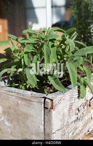 Window herb box Stock Photo - Alamy
