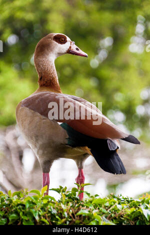 Back view of Egyptian goose with colorful feathers standing on grassy ...