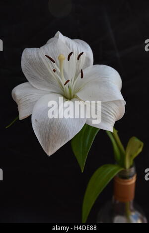 Lilly flowers growing in garden Stock Photo - Alamy