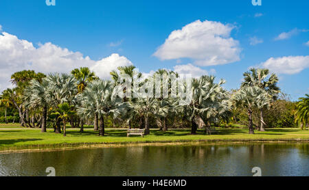 Palm trees, Fairchild Tropical Botanic Garden, Coral Gables, Florida ...